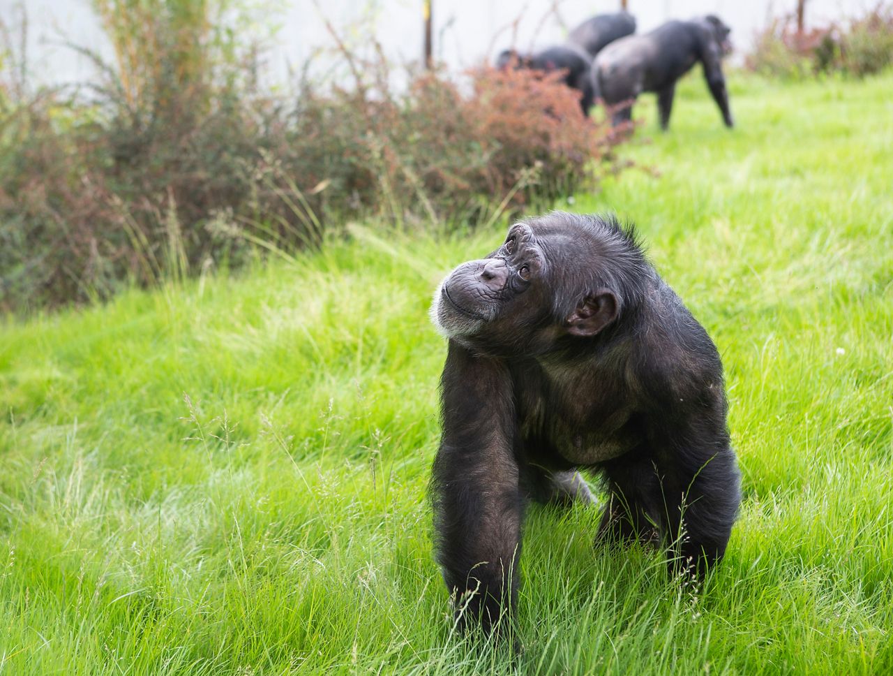 Twycross Zoo extends ASSA CLIQ® Remote to new £3.5 million Chimpanzee ...